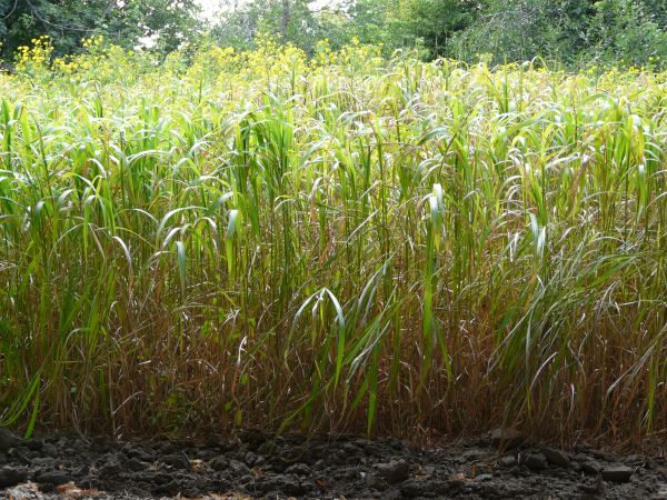 tall grass texture 0049 - Texturelib